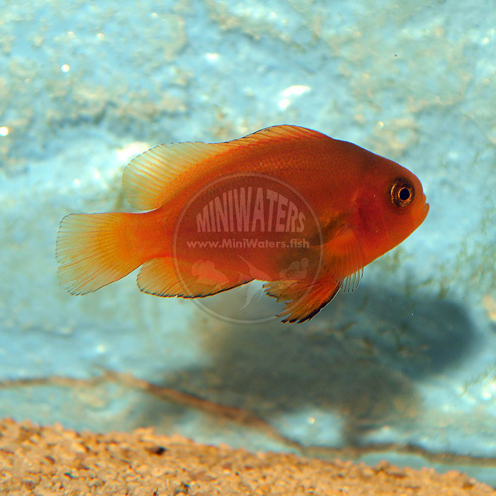 Amphiprion Melanopus