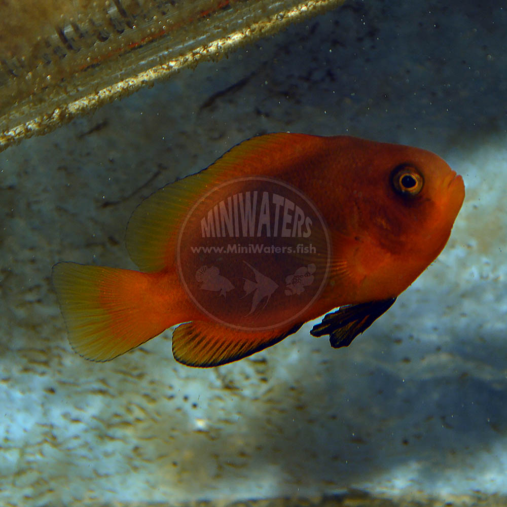 Amphiprion Melanopus