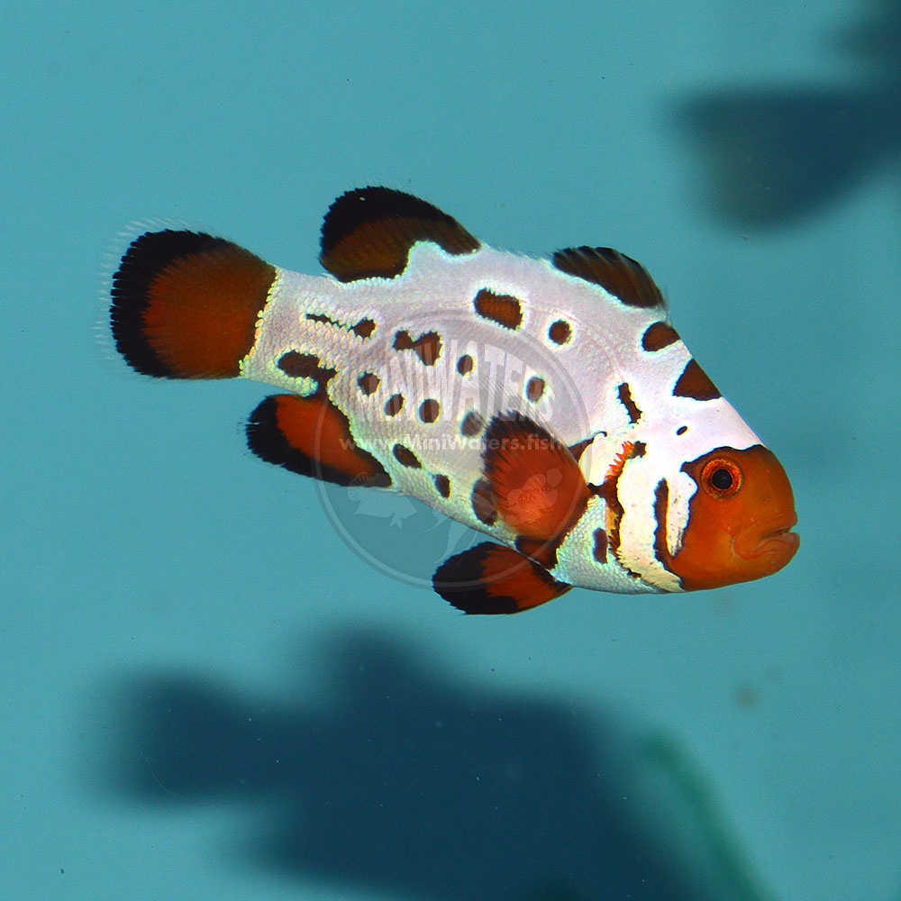 Frostbite Clownfish