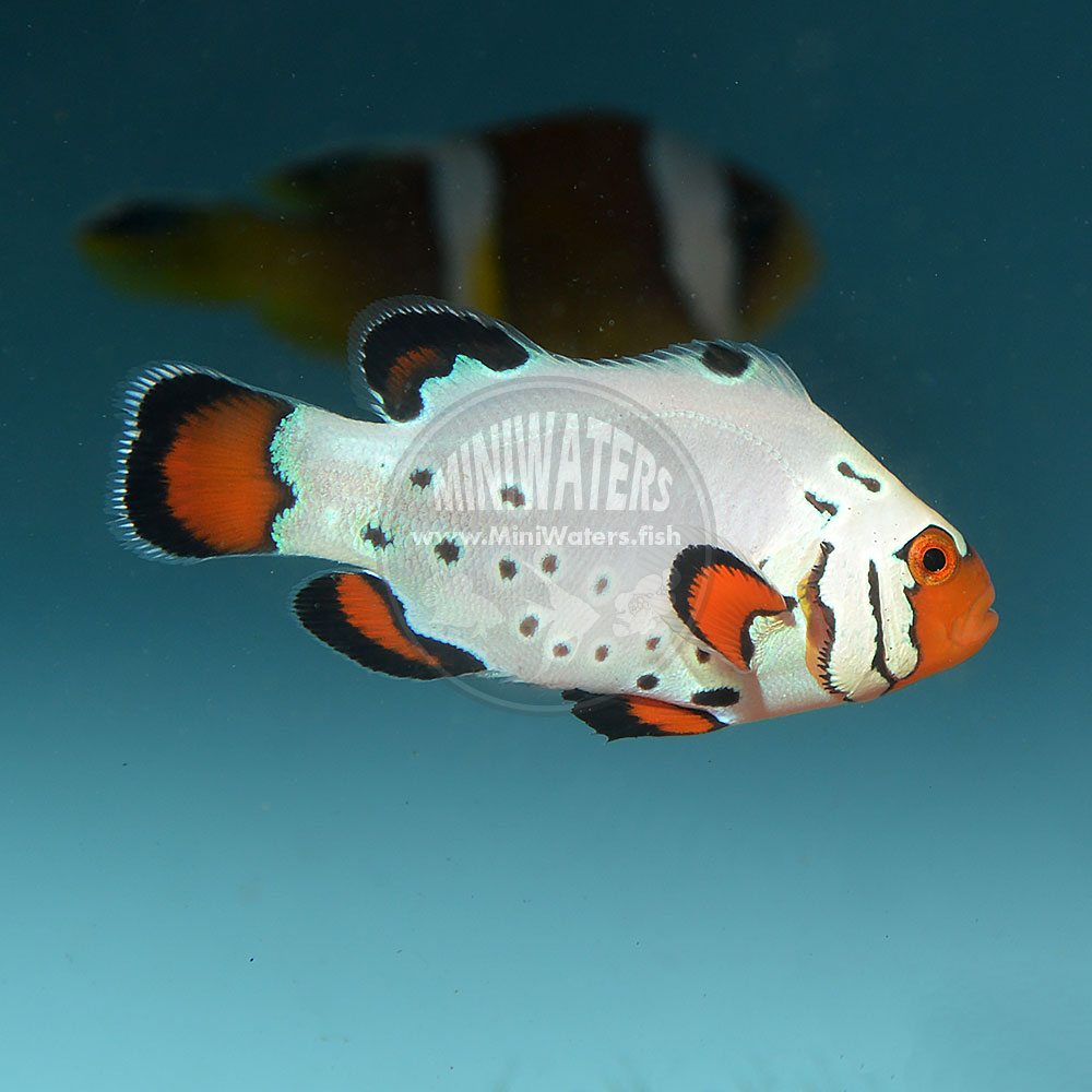 Frostbite Clownfish