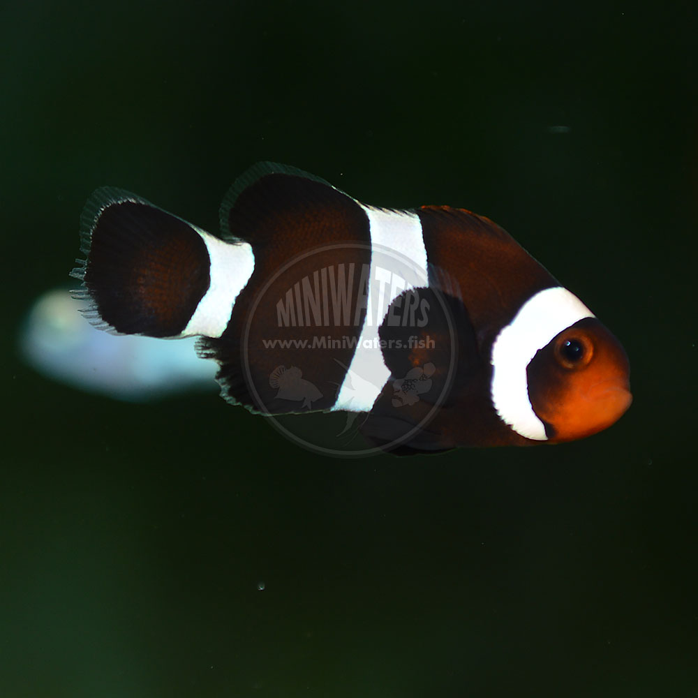Amphiprion sp. "Darwin Black" Clownfish; "True" Black Ocellaris ...