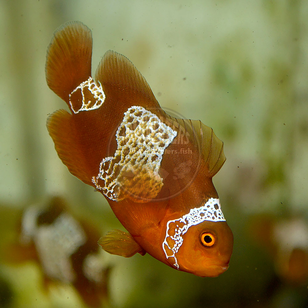-SPONSOR- - WYSIWYG Lightning Maroon Clownfish for sale - Which is Your ...
