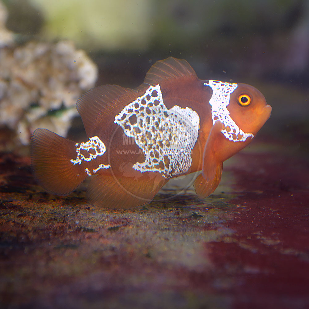 -SPONSOR- - WYSIWYG Lightning Maroon Clownfish for sale - Which is Your ...