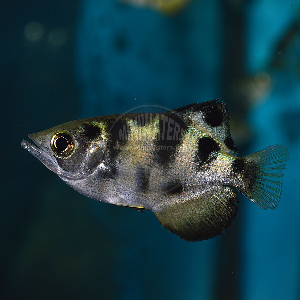 -SPONSOR- - For Sale - Unusual Rare Archerfish - Group of 7 - $299 ...