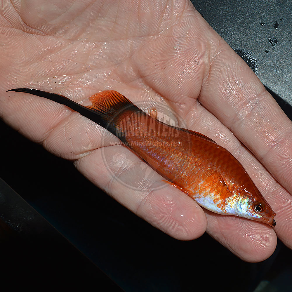 Xiphophorus helleri hybrid "Assorted Swordtails" - Shop MiniWaters.FISH ...