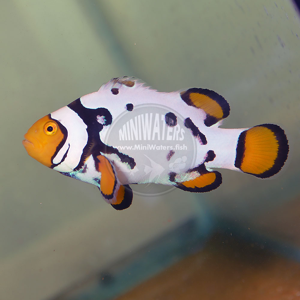 -SPONSOR- - RARE Nebula Percula - WYSIWYG A-Grade! | TCMAS Forums