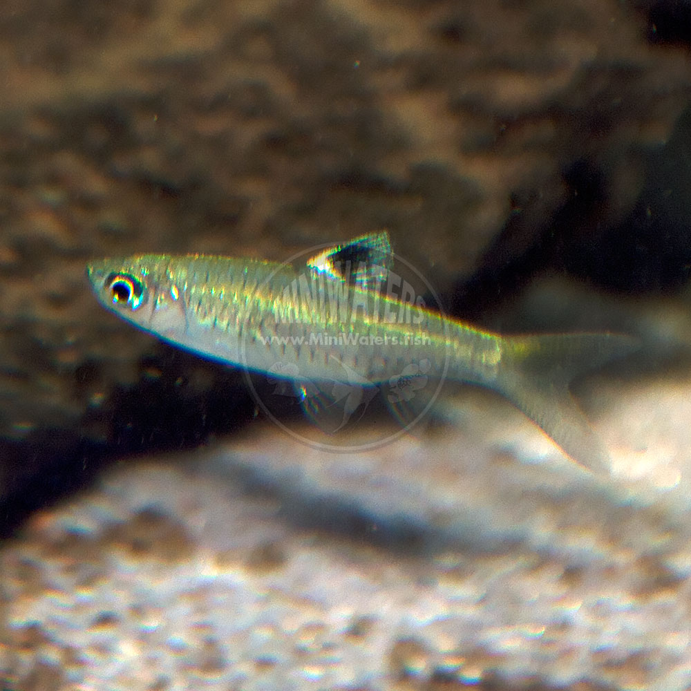 -SPONSOR- - Freshwater In Stock @ MiniWaters.fish - 9/14/16 | TCMAS Forums