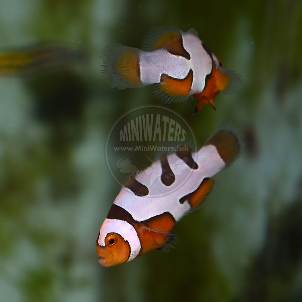 -SPONSOR- - MiniWaters.FISH - Glorious Clownfish, Dottybacks, New Stock ...