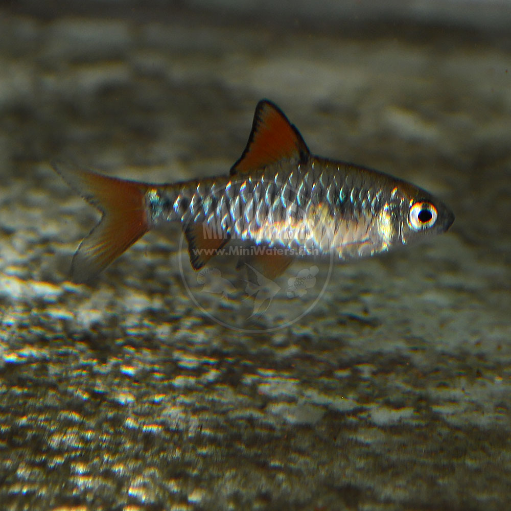 -SPONSOR- - Freshwater In Stock @ MiniWaters.fish - 9/14/16 | TCMAS Forums