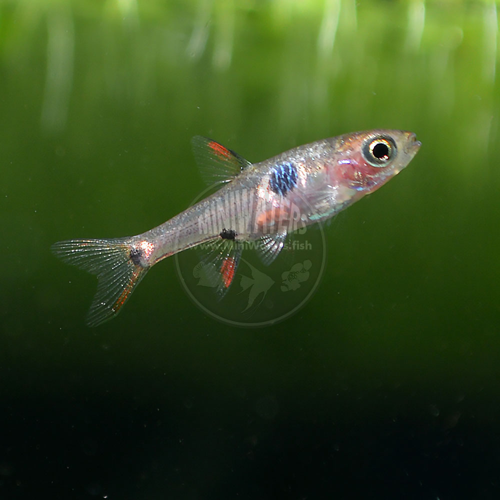 Boraras naevus "Strawberry Rasbora" - Shop MiniWaters.FISH - Online ...