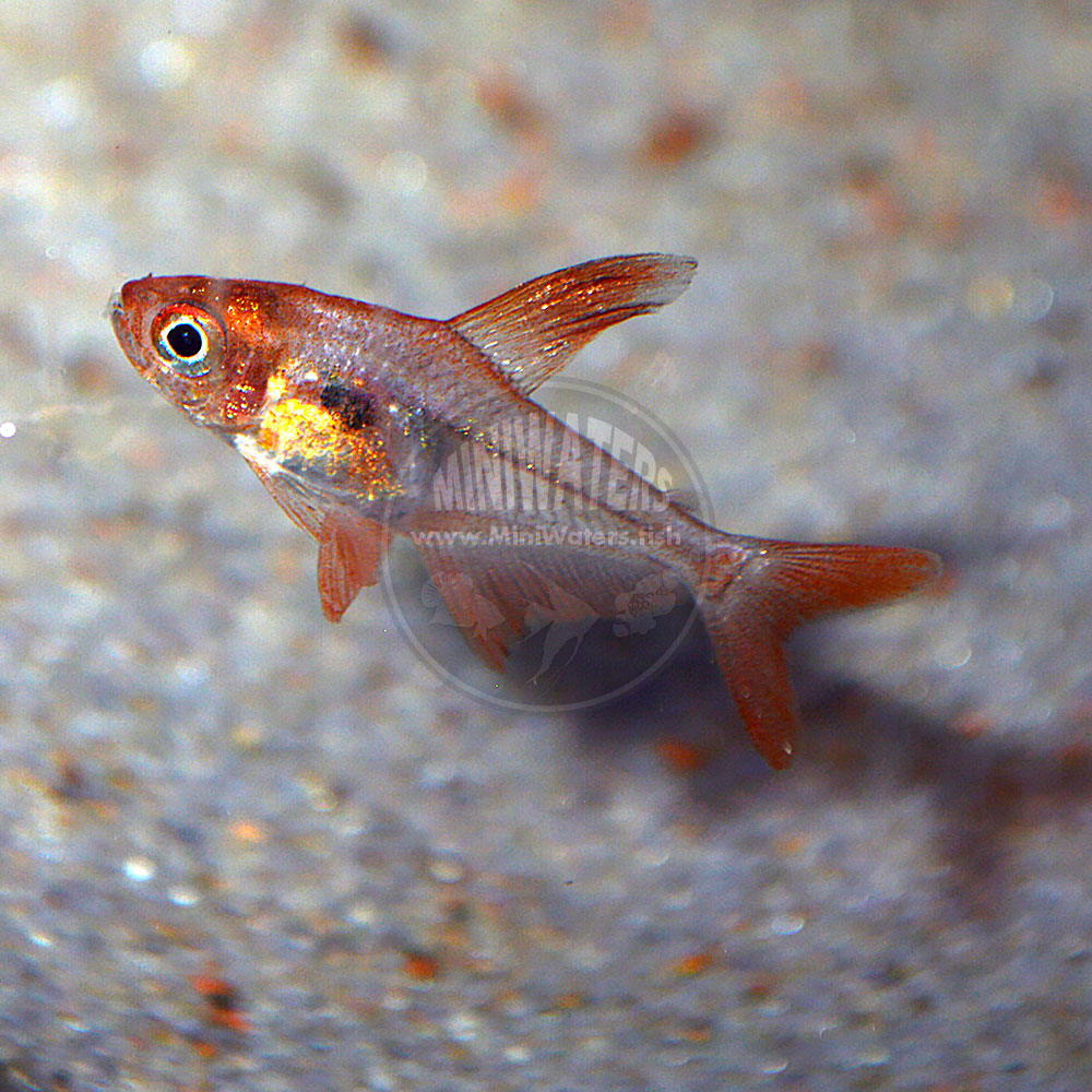 Axelrodia riesei "Ruby Tetra" - Shop MiniWaters.FISH - Online Aquarium ...